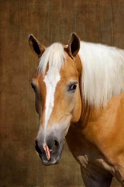 Golden Girl - Persinger Creations - Photography, Animals, Birds, & Fish ...