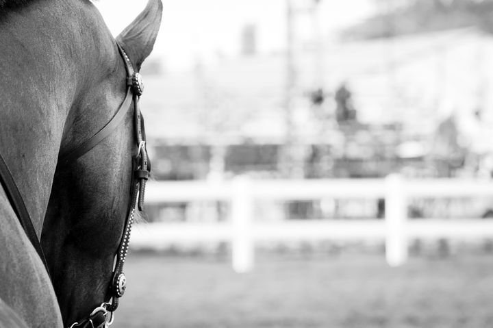 The Show Ring - Persinger Creations - Photography, Animals, Birds ...