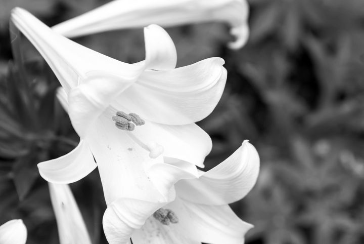 Easter Lilies BW - Persinger Creations - Photography, Flowers, Plants ...