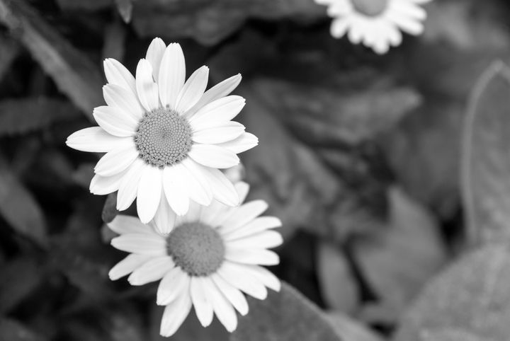 Daisy BW - Persinger Creations - Photography, Flowers, Plants, & Trees ...