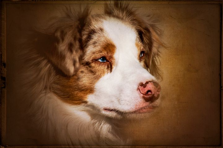 Aussie Portrait - Persinger Creations - Photography, Animals, Birds ...