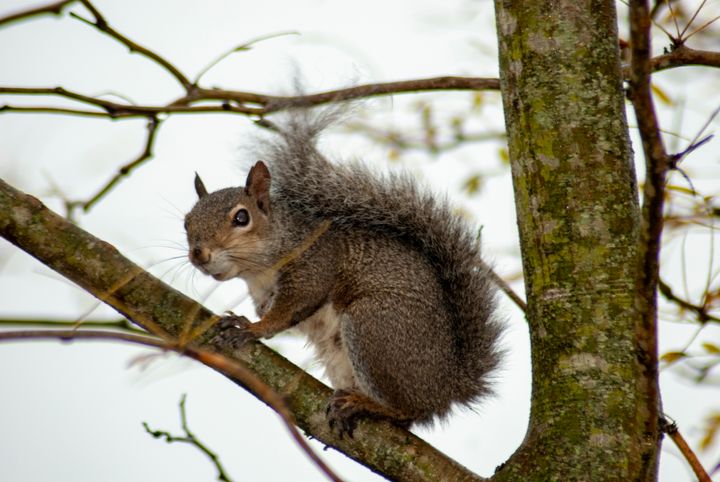 I See You - Persinger Creations - Photography, Animals, Birds, & Fish ...