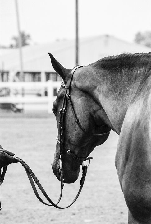 Patiently - Persinger Creations - Photography, Animals, Birds, & Fish ...