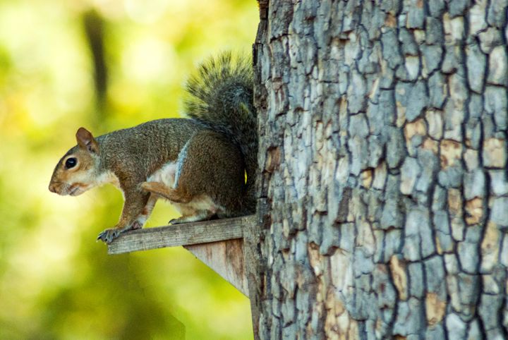 Sherlock - Persinger Creations - Photography, Animals, Birds, & Fish ...