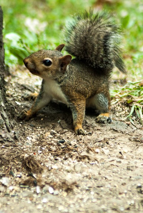 Squirrely - Persinger Creations - Photography, Animals, Birds, & Fish ...