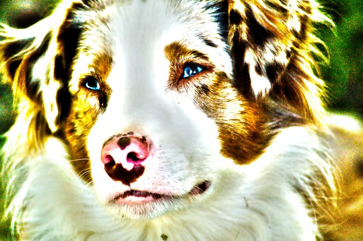 Classic Aussie - Persinger Creations - Photography, Animals, Birds ...