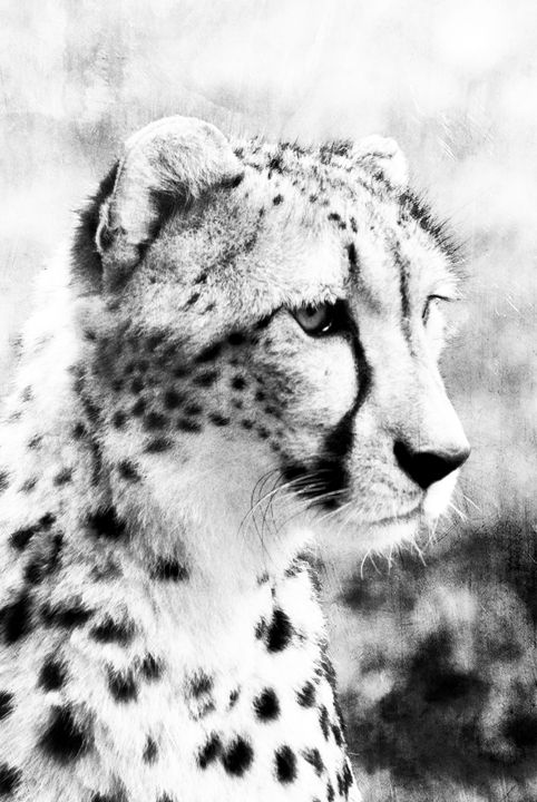 Focused Spots - Persinger Creations - Photography, Animals, Birds ...