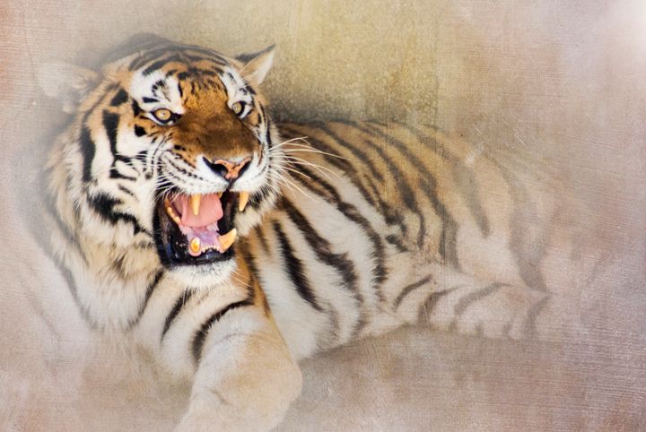 Fierce - Persinger Creations - Photography, Animals, Birds, & Fish ...