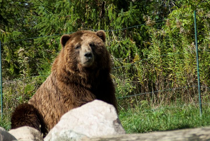 Barney the Bear - Persinger Creations - Photography, Animals, Birds ...