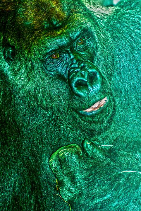 Gorilla - Persinger Creations - Photography, Animals, Birds, & Fish ...