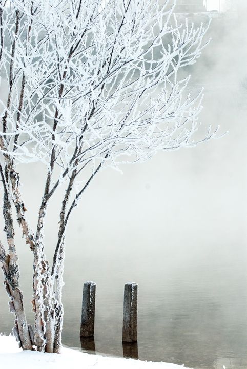 Frozen River Birch - Persinger Creations - Photography, Landscapes ...