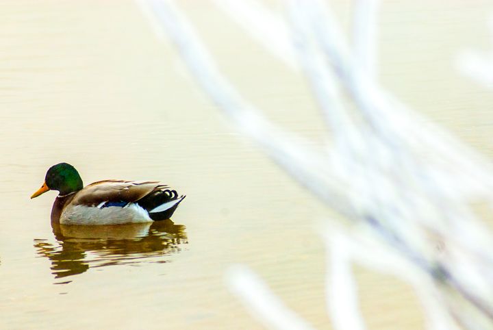 Winter Mallard - Persinger Creations - Photography, Animals, Birds ...