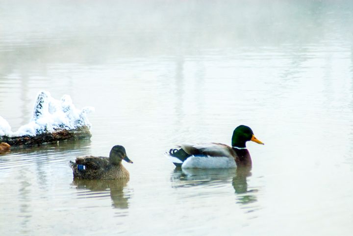 Snow Birds - Persinger Creations - Photography, Animals, Birds, & Fish ...