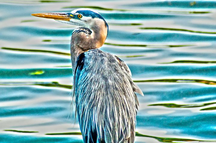 Great Blue - Persinger Creations - Photography, Animals, Birds, & Fish ...