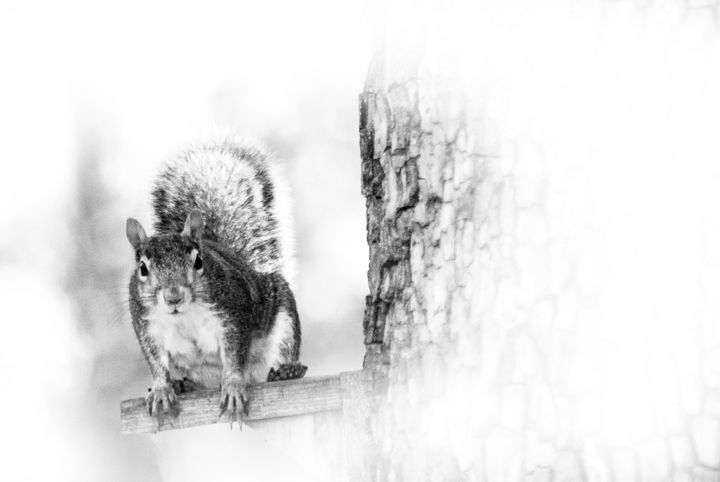 Watching You in Black n White - Persinger Creations - Photography ...