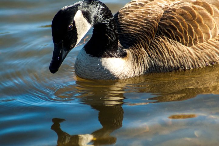 Mirror Mirror - Persinger Creations - Photography, Animals, Birds ...