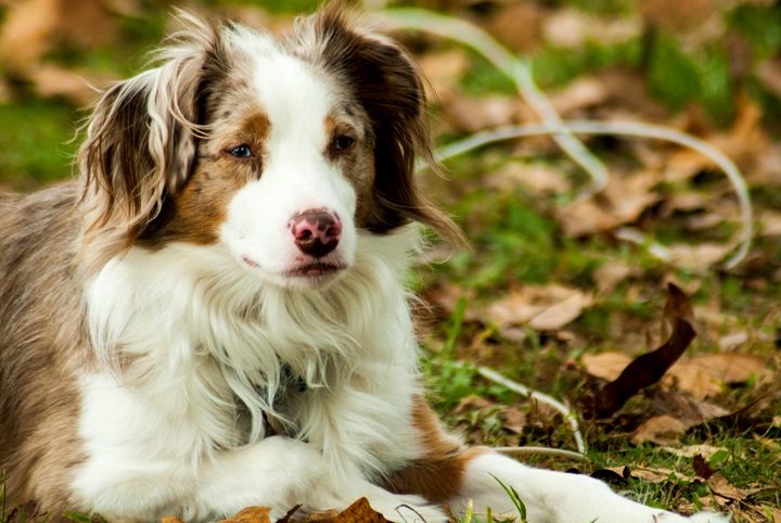 Always Alert - Persinger Creations - Photography, Animals, Birds ...