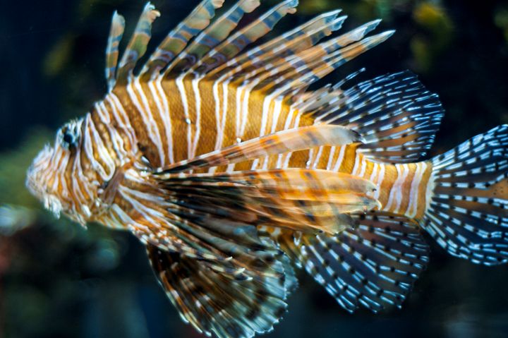 Lion Fish - Persinger Creations - Photography, Animals, Birds, & Fish ...