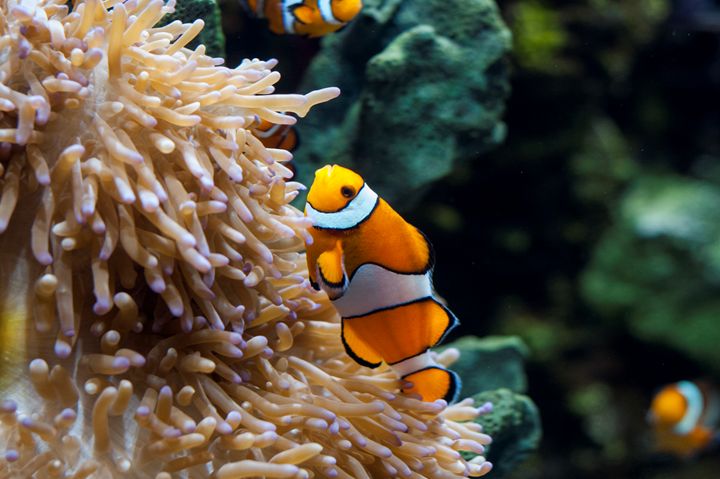 Finding Nemo - Persinger Creations - Photography, Animals, Birds ...