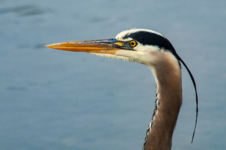 The Watchman - Persinger Creations - Photography, Animals, Birds ...