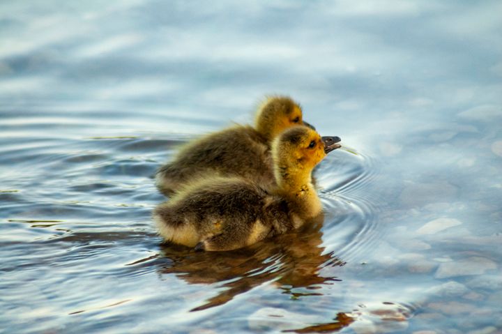 Goslings - Persinger Creations - Photography, Animals, Birds, & Fish ...