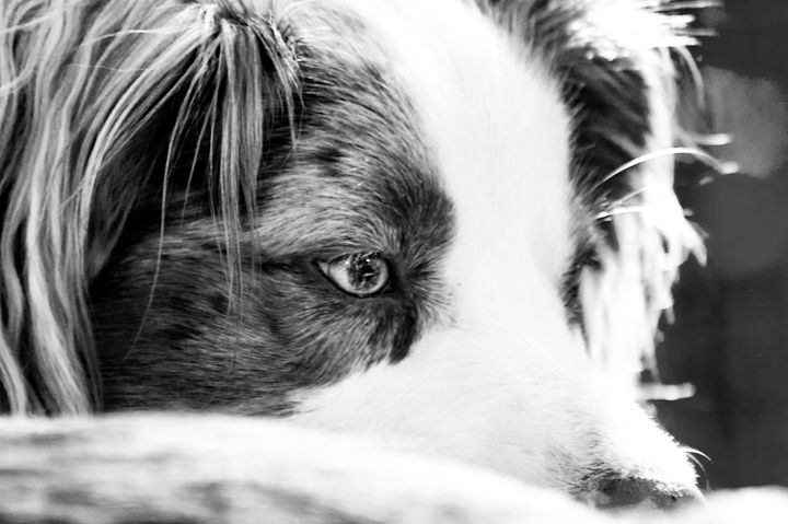 Determined - Persinger Creations - Photography, Animals, Birds, & Fish ...