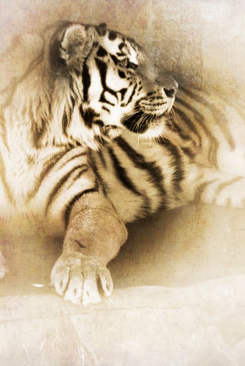 Tiger - Persinger Creations - Photography, Animals, Birds, & Fish, Wild ...