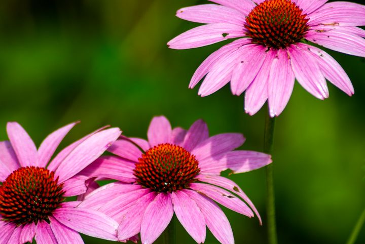 Coneflowers - Persinger Creations - Photography, Flowers, Plants ...