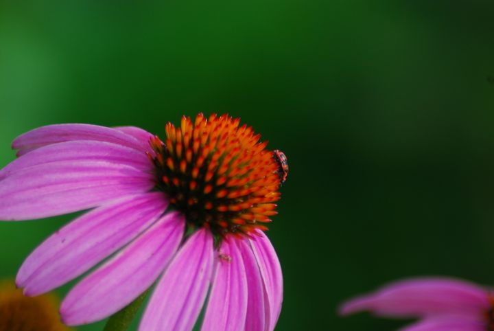 Echinacea 1 - Persinger Creations - Photography, Flowers, Plants ...