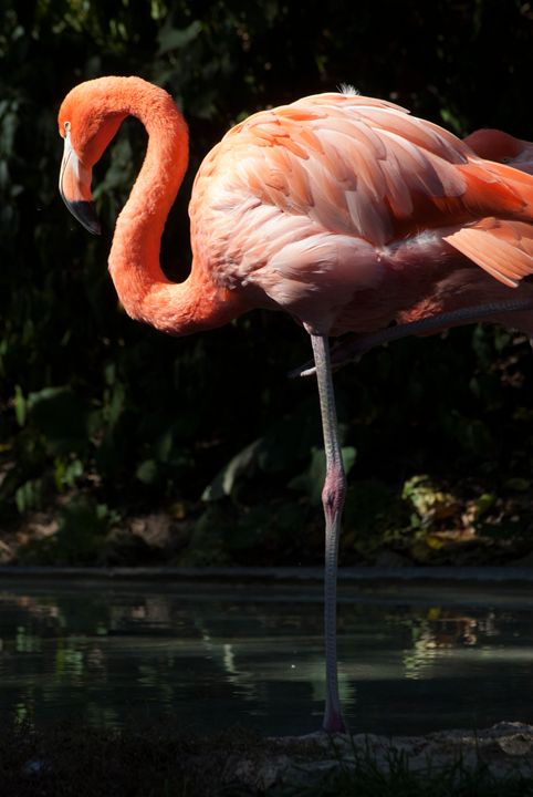 Balance - Persinger Creations - Photography, Animals, Birds, & Fish ...