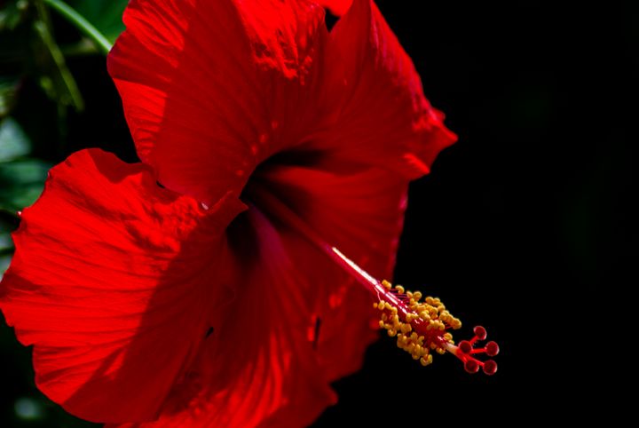 Color Me Red - Persinger Creations - Photography, Flowers, Plants ...