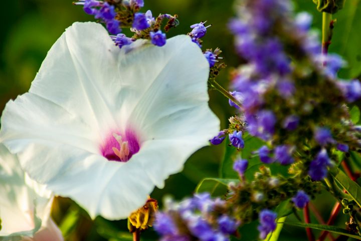 Morning Glory - Persinger Creations - Photography, Flowers, Plants ...