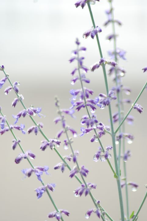 Purple Pastel - Persinger Creations - Photography, Flowers, Plants ...