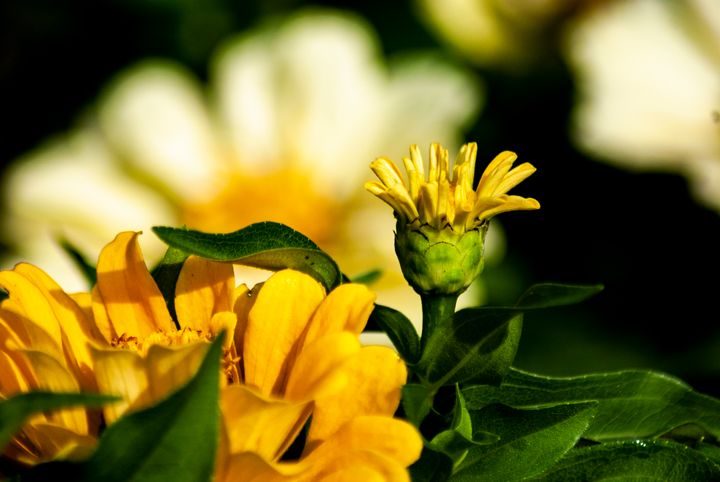 Golden Petals - Persinger Creations - Photography, Flowers, Plants ...