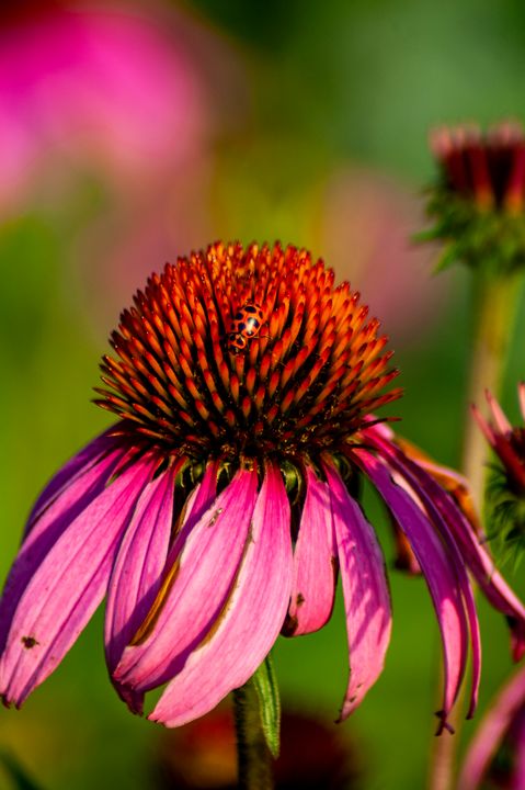 Echinacea Lady - Persinger Creations - Photography, Flowers, Plants ...