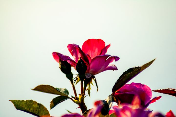 Summer Rose - Persinger Creations - Photography, Flowers, Plants ...