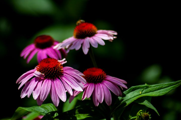 4 Coneflowers - Persinger Creations - Photography, Flowers, Plants ...