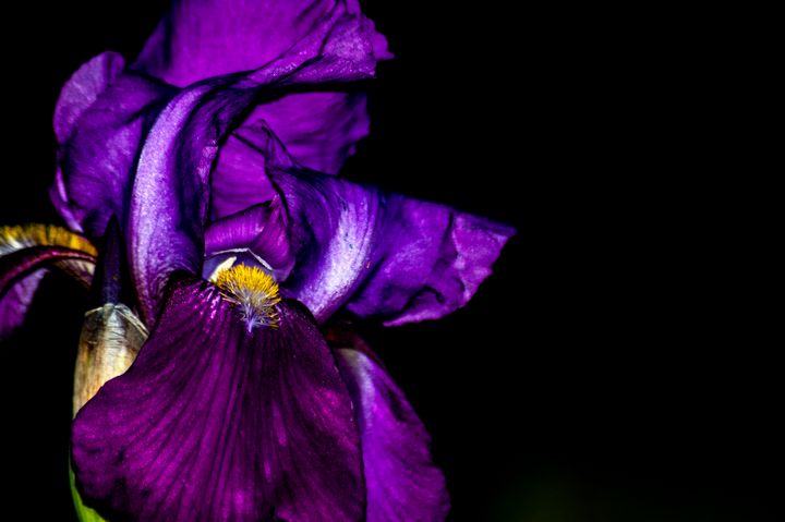 Purple Passion - Persinger Creations - Photography, Flowers, Plants ...
