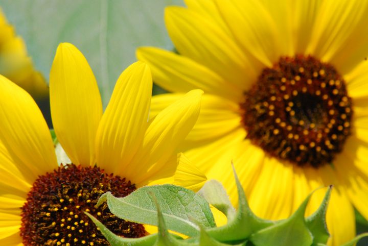Sunflowers - Persinger Creations - Photography, Flowers, Plants ...