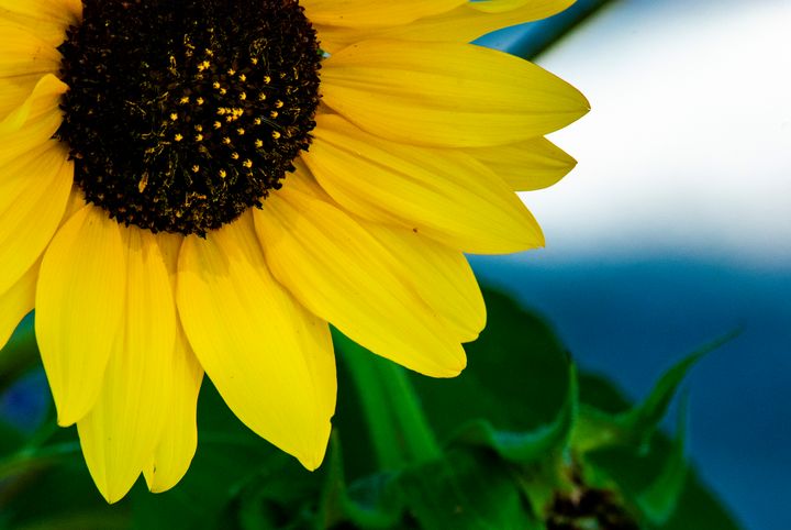 Sunflower - Persinger Creations - Photography, Flowers, Plants, & Trees ...