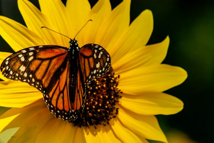 Monarch - Persinger Creations - Photography, Animals, Birds, & Fish ...