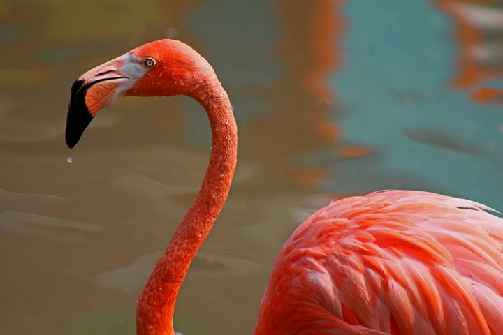Flaming Flamingo - Photography by Michiale - Photography, Animals ...