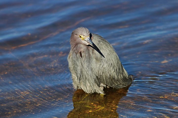 When the Wind Blows - Photography by Michiale - Photography, Animals ...