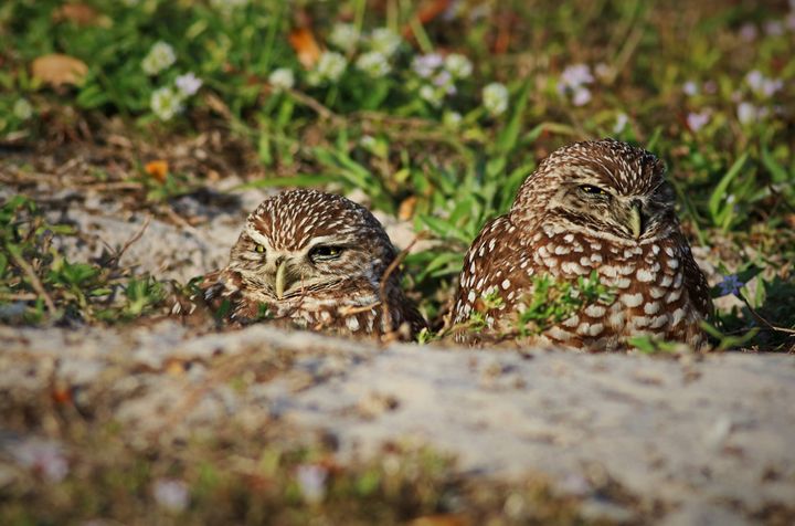 Dynamic Duo - Photography by Michiale - Photography, Animals, Birds ...