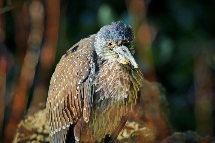 Sitting in Judgment - Photography by Michiale - Photography, Animals ...
