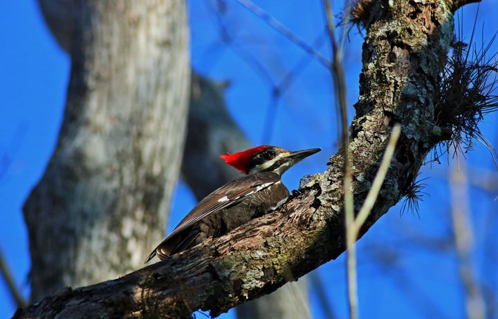 Mischievous Illusions - Photography by Michiale - Photography, Animals ...