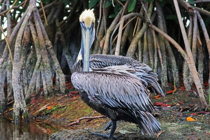 A Smoldering Smile - Photography by Michiale - Photography, Animals ...