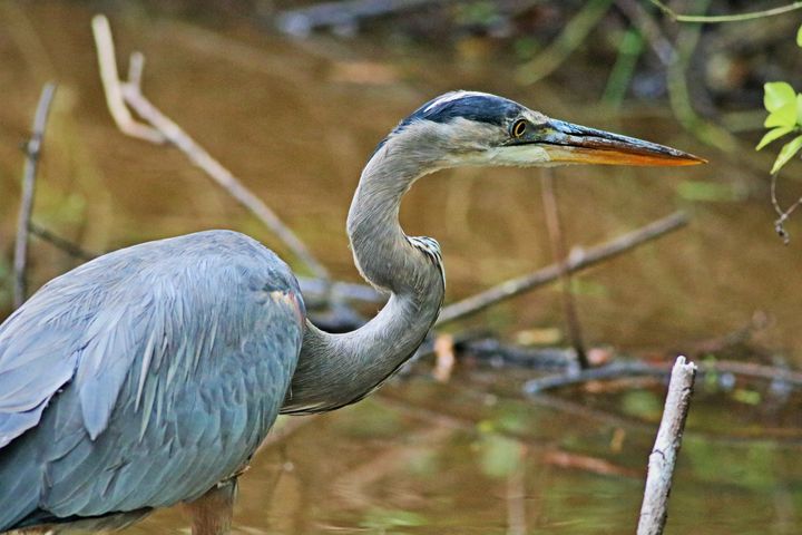 Higher Awareness - Photography by Michiale - Photography, Animals ...