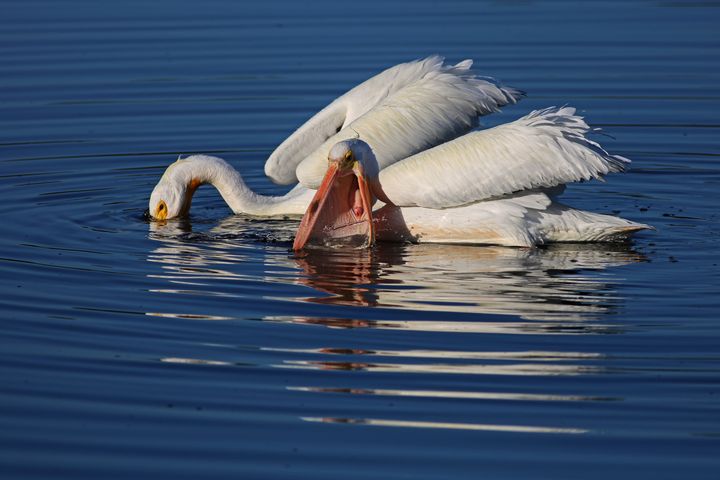 Live Wide Open - Photography by Michiale - Photography, Animals, Birds ...