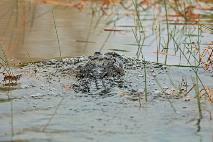 Gator in the Everglades III - Photography by Michiale - Photography ...